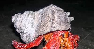 Cara Memelihara Kelomang atau Umang-umang | Drh. Fira Sovica